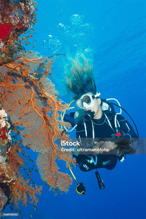 스쿠버 다이빙 수중 동굴의 젊은 여자 바다 생활 산호초 수베르고르기아 힉소니 히콘 자이언트 바다 팬 오렌지 하드 산호 고르고니안 경산호에 대한 스톡 사진 및 기타 이미지