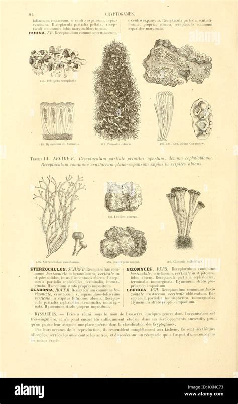 This Page From Botanique Cryptogamique A Botanical Work Details The Natural Families Of