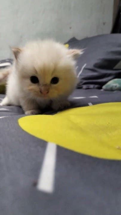 Kucing Putih Bloon Shorts Cat Cute Viral Trending Subscribe Youtube