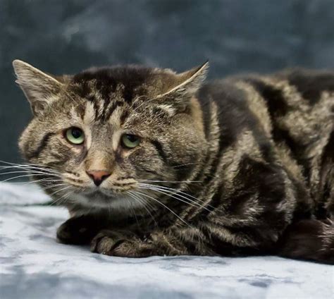 14 Facts About The Duration Of Stay At Shelters By Rescue Cats