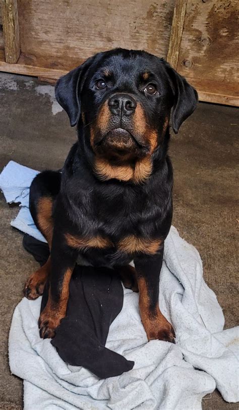 Dr Lent C Carr Ii Jezebel Who Is Your Mentor You May Have