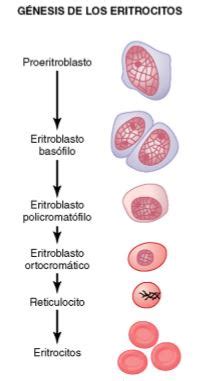 Fisiologia De La Eritropoyesis Sintesis De Los Globulos Rojos Fisiologia De La Eritropoyesis Sintesis De Los Globulos Rojos