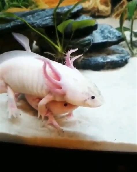 Axolotl Tumbex