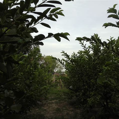 สวนฝรั่งกิมจู แป้นสีทอง มะนาวแป้น ไร้เมล็ด กล้วย แก้วมังกร เกียรติศักดิ์