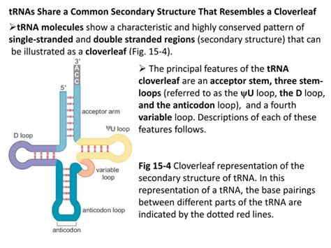 Molecular Basis Of Life Structures And Function Of Dna And Rna Pptx