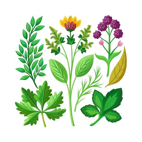 Premium Vector Realistic Beautiful Herbs Vector Illustration