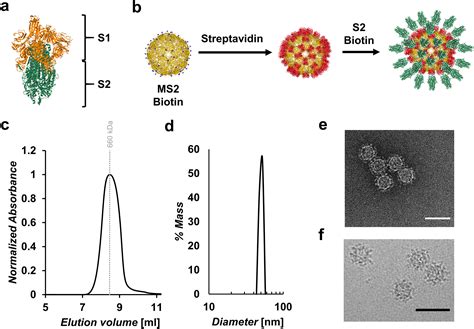 Multivalent S2 Based Vaccines Provide Broad Protection Against Sars Cov 2 Variants Of Concern