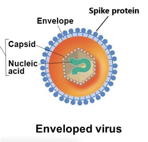 Vaccination Against Viral Diseases Flashcards Quizlet