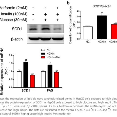 Metformin Reduces Tg Accumulation In Hepg2 Cells Exposed To High