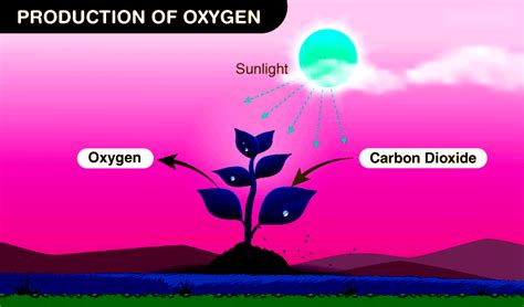 Oxygen Cycle Understanding The Process Stages Uses And Importance