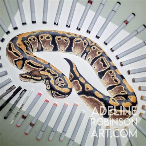 Ball Python Python Regius Adeline Robinson Art
