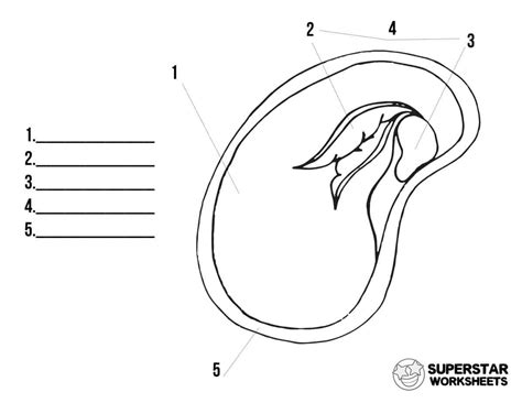 Parts Of A Seed Worksheets Seed Structure Educational Sheet Bean