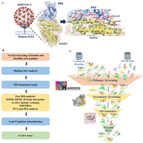 A Molecular Interaction Of Sars Cov 2s Spike Protein And Human Ace2 Download Scientific