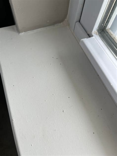 Identifying This Bug R Whatisthisbug