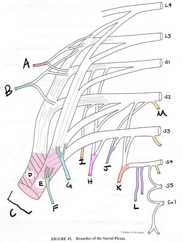 SACRAL PLEXUS Diagram Flashcards Quizlet
