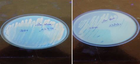 Isolation And Characterization Of Two Pha Producing Strains Isolated