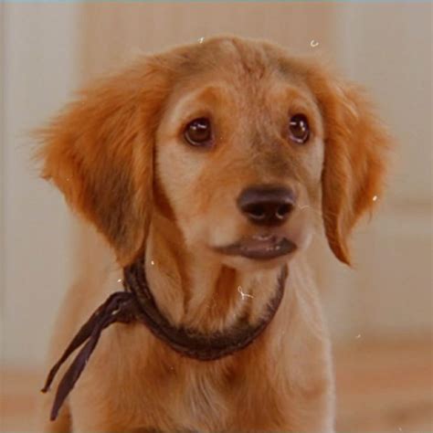 Mudbud The Adorable Brown Dog Air Bud 3 Air Buddy Dog Spooky