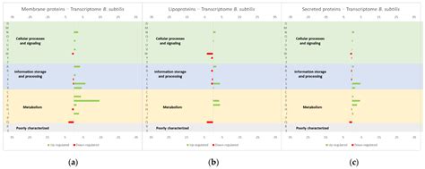 The Effect Of Recombinant Protein Production In Lactococcus Lactis