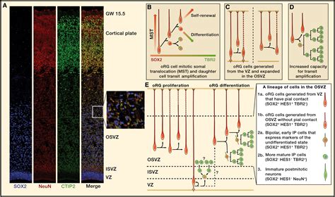 Development And Evolution Of The Human Neocortex Cell