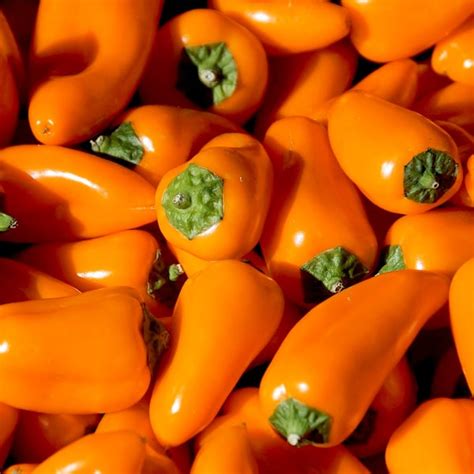 Yummy Orange Sweet Pepper Beaver Bark T And Garden Center