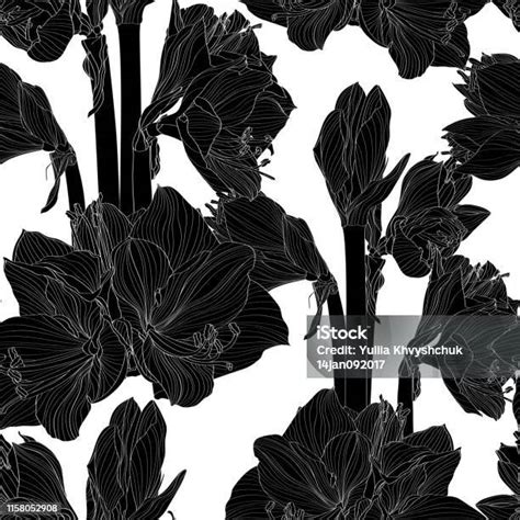 검은 백합 꽃 원활한 패턴의 손으로 그린 스케치 일러스트 꽃 흰색 배경 직물 섬유 디자인 결혼식을위한 배경 요소 0명에 대한 스톡 벡터 아트 및 기타 이미지 Istock