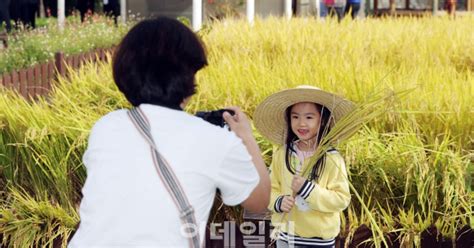 포토 노란 병아리와 벼