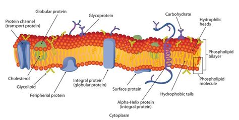 Phospholipid Bilayer Biology Pinterest