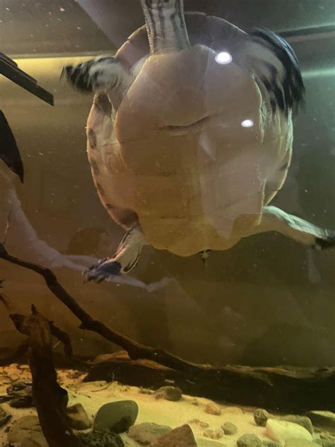 Can You Sex My Turtle R Turtle