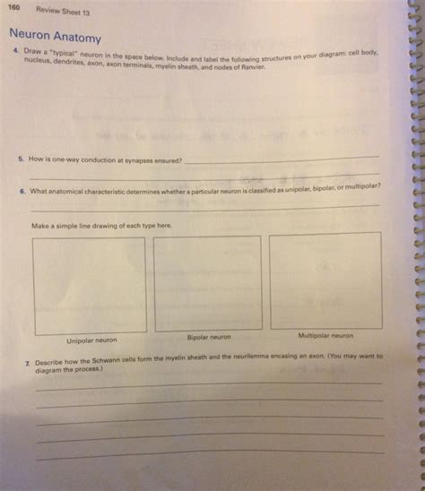 Solved 160 Review Sheet 13 Neuron Anatomy 4 Draw A Typical Chegg Com