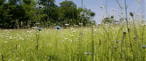 Grass Meadows Wildflowers