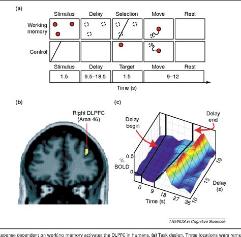 Figure 1 From Persistent Activity In The Prefrontal Cortex During