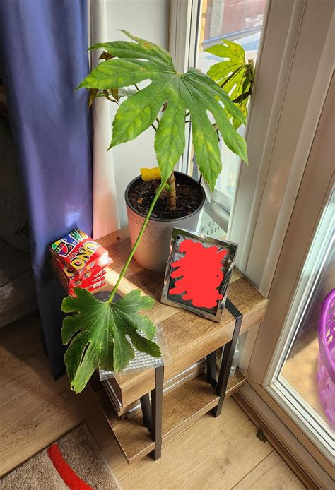 please help i don t know what s wrong r houseplants