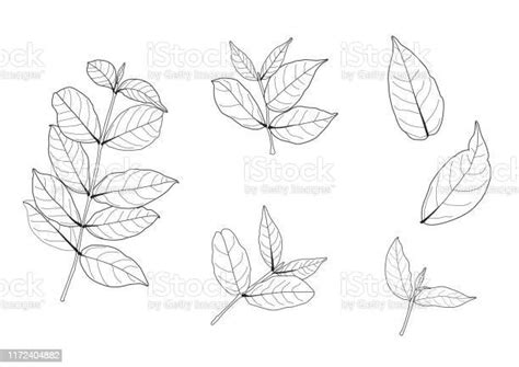 잎 선 단일 잎과 잎 패턴 검은 색흰색 배경 일러스트 벡터에 색상 장식에 가져 개념에 대한 스톡 벡터 아트 및 기타 이미지 개념 검은색 계획 Istock