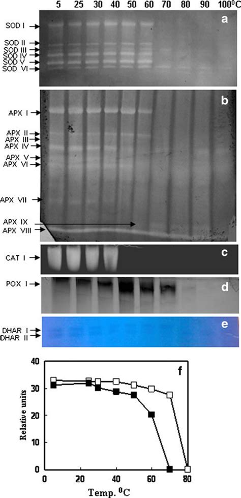 Isozyme Pattern Of Antioxidant Enzymes A Sod B Apx C Cat D Pox And E