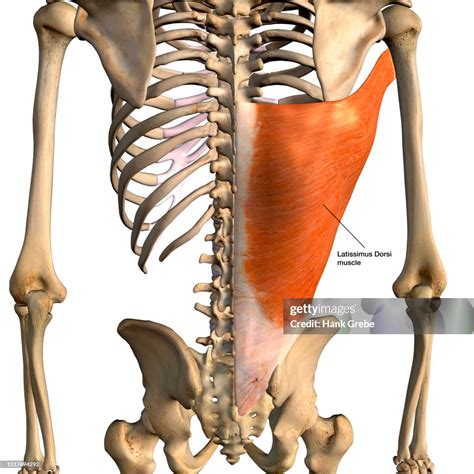 Latissimus Dorsi Muscle Isolated Anatomy Posterior View On White