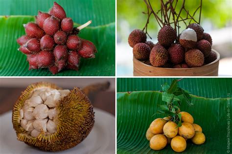 Тропические фрукты 5 экзотических новинок в нашей коллекции