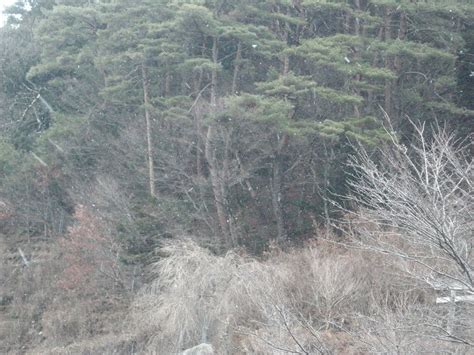 去来荘日記 2の積雪です