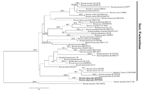 phylogenetic consensus tree inferred from the maximum likelihood ml