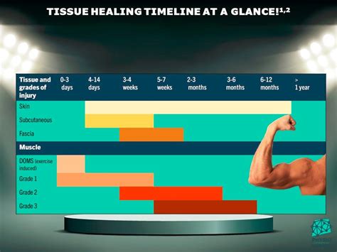 Physio Meets Science On Twitter Tissue Healing Timeline At A Glance