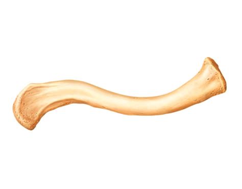 Clavicle Diagram Quizlet