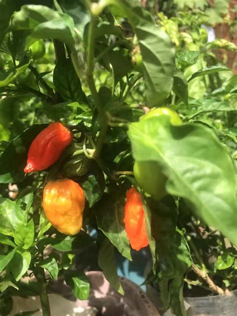 Yolov5 Object Detection Dataset By Lee Li Yin