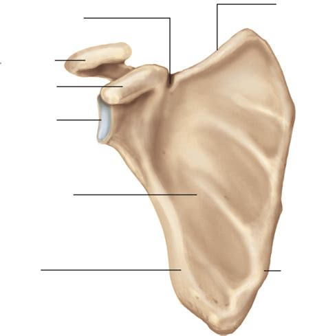 Scapula 1 Diagram Quizlet