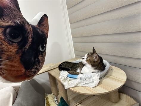 愛睏咕啾 這誰 有點像我之前的7啦 不過也變太大了 我消受不了🤦啦 大大黑鼻 前室友 號稱七啦 Facebook