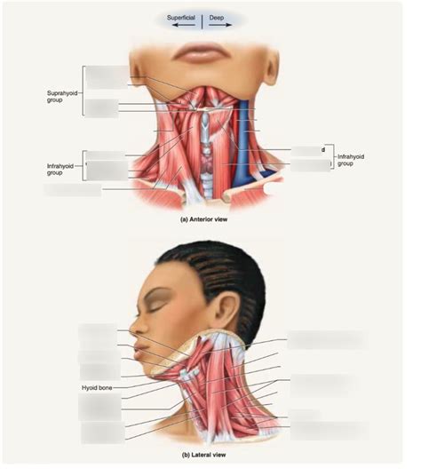Muscles Of The Neck Diagram Quizlet