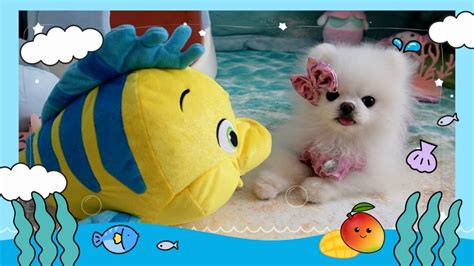 망고빙수와 인어 아띠 🥭 강아지 애플망고 빙수 먹방 Youtube