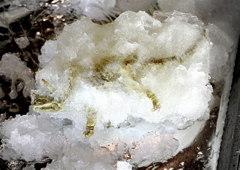 Frozen Fossils