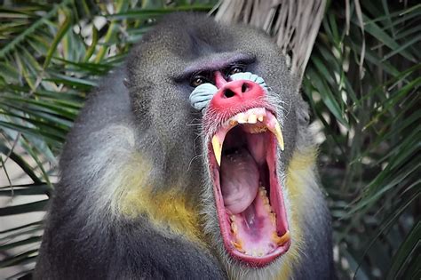 Why Do Mandrills Have Big Teeth