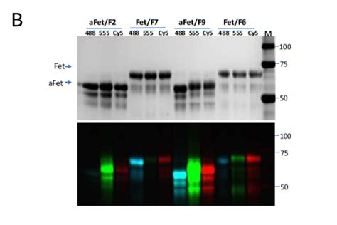 Fluorescent Glycan Labeling And Detection Randd Systems