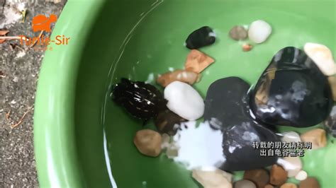 果核泥龟到家如何饲养和一些注意的小细节龟谷鳖老 凤凰网视频 凤凰网