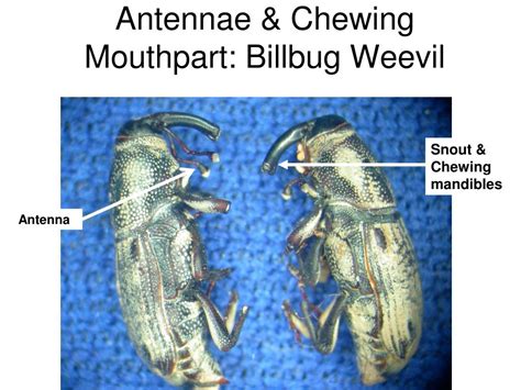 Ppt Medical Entomology Powerpoint Presentation Free Download Id4639255